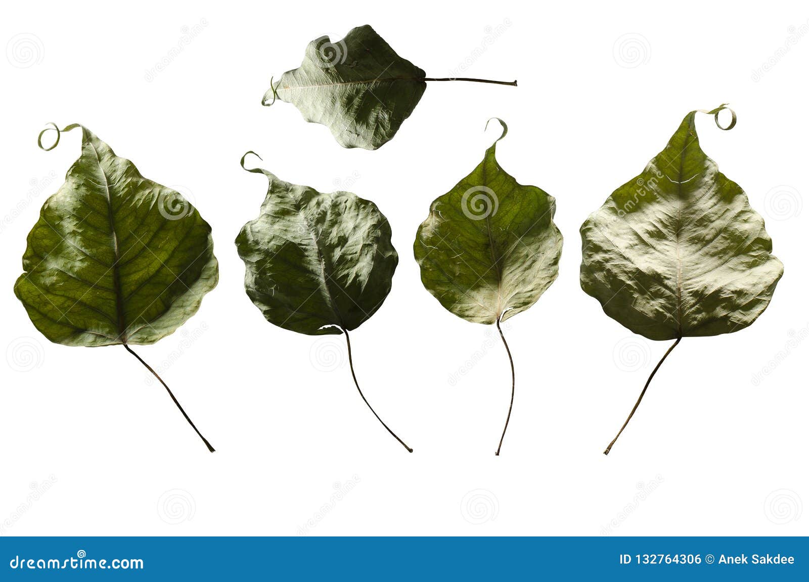 Dry leaves on isolated. stock photo. Image of floral - 132764306