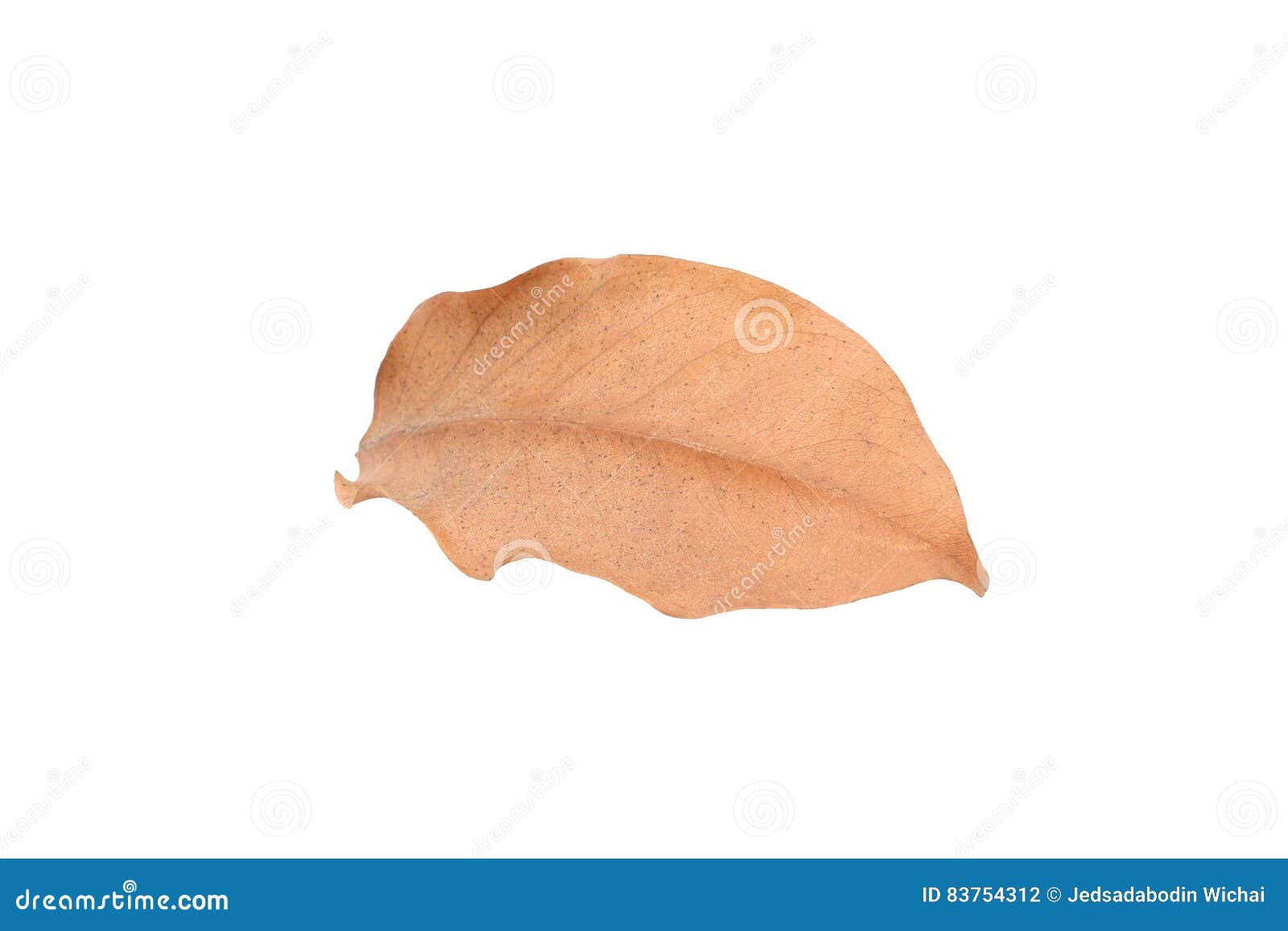 Dry leaves on isolated stock photo. Image of golden, autumn - 83754312