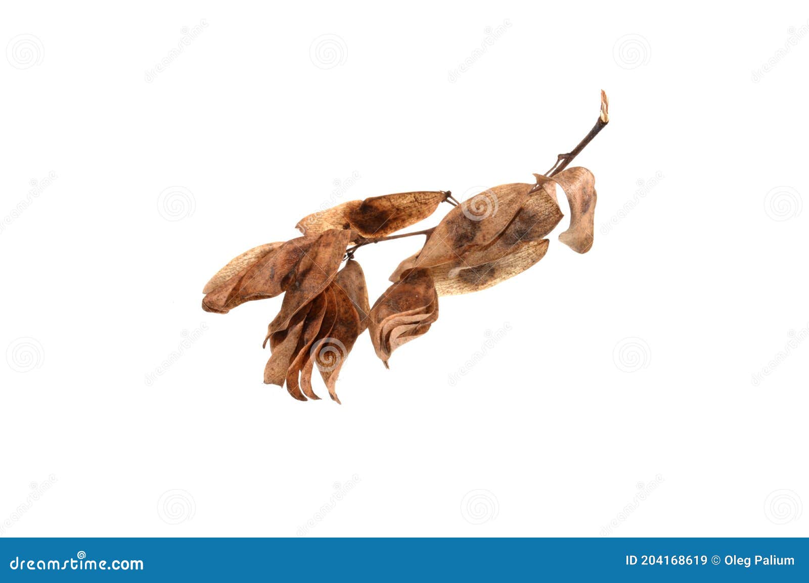 Dry Leaves Isolated on White Background Stock Image - Image of isolated ...