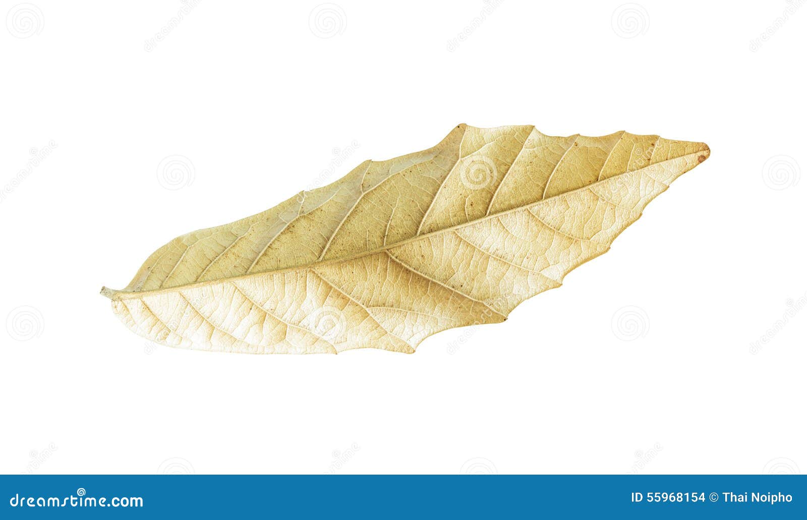 Dry Leaves Isolated on White Stock Photo - Image of field, brown: 55968154
