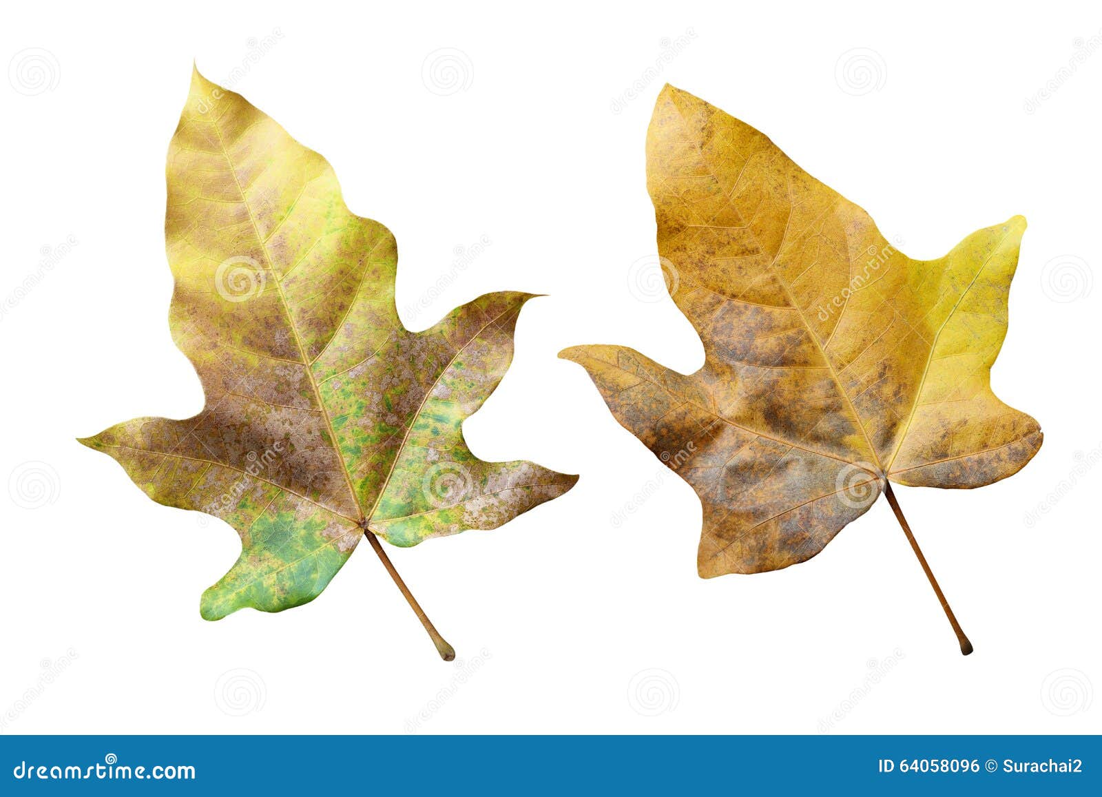 Dry Leaves Isolated on White Stock Photo - Image of plant, yellow: 64058096