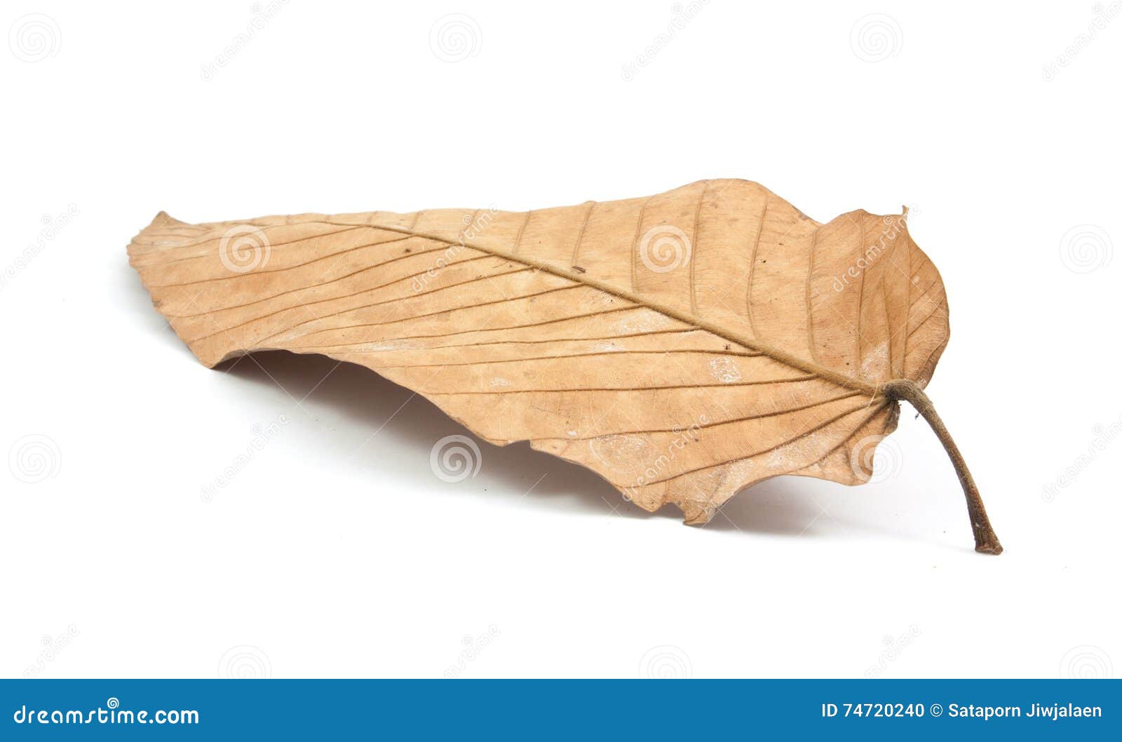 Dry leaves isolated stock photo. Image of brown, pattern - 74720240