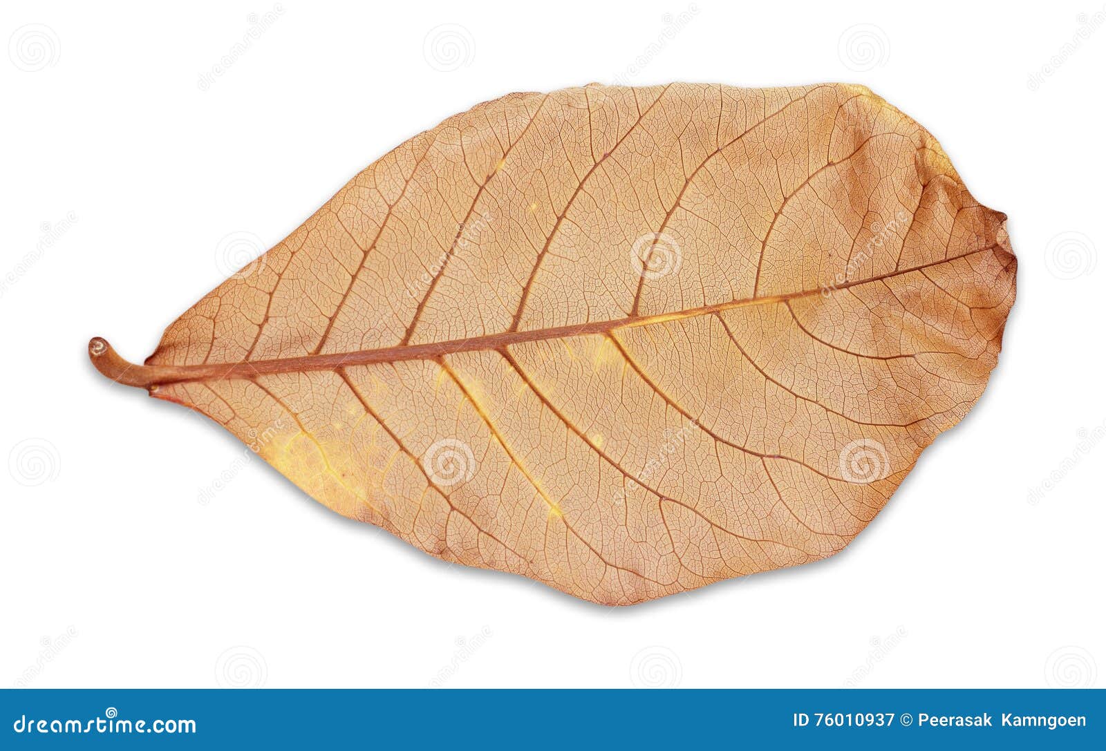 Dry Leaves Isolated on White Background Stock Image - Image of white ...