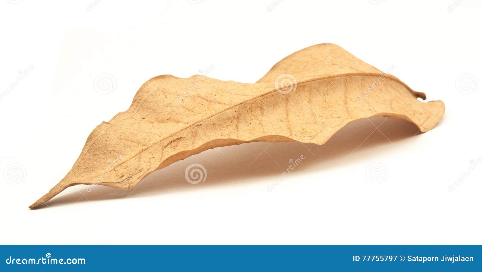 Dry leaves isolated stock image. Image of dead, leaf - 77755797