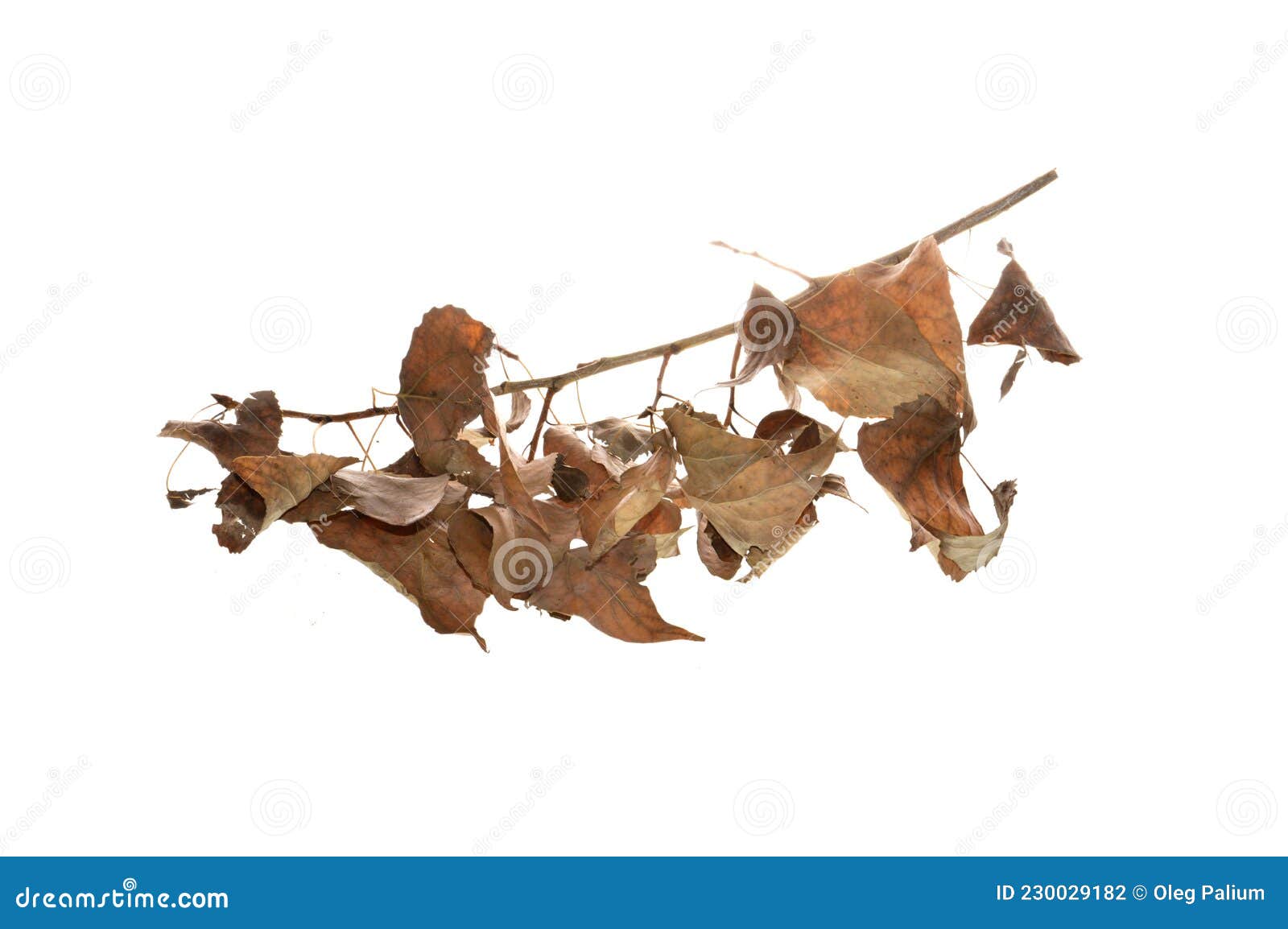 Dry Leaves Isolated on White Background Stock Photo - Image of flora ...