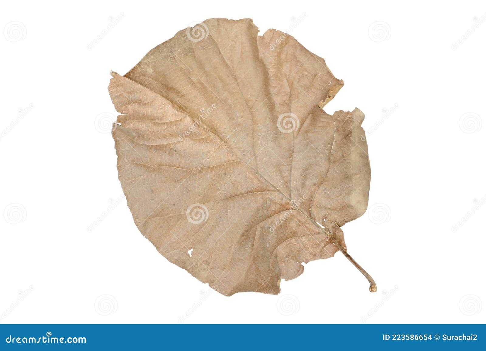 Dry Leaves Isolated on a White Background Stock Photo - Image of detail ...