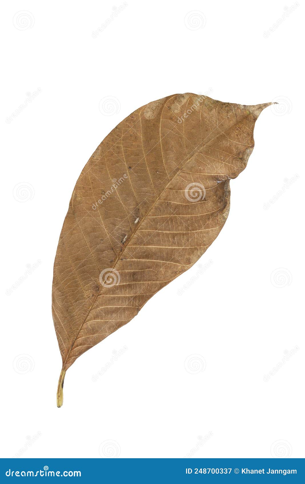 Dry Leaves Isolated on a White Background Stock Image - Image of ...