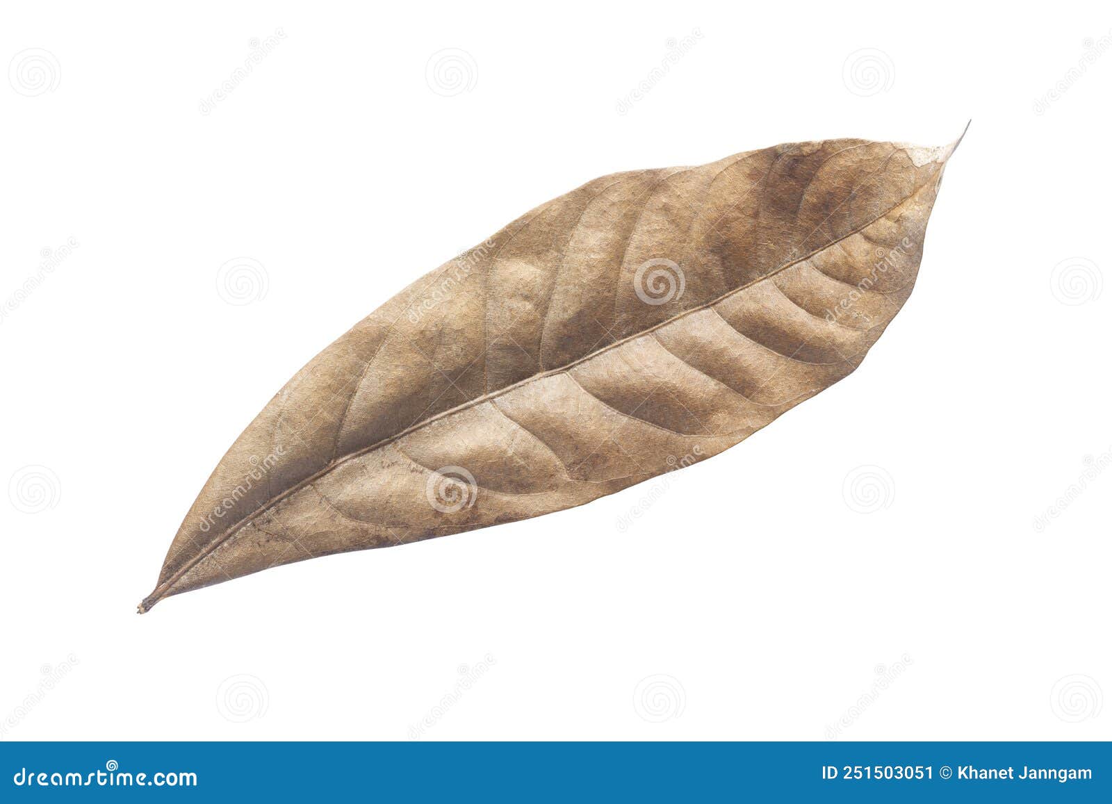 Dry Leaves Isolated on White Background. Tropical Dry Leaves Clipping ...
