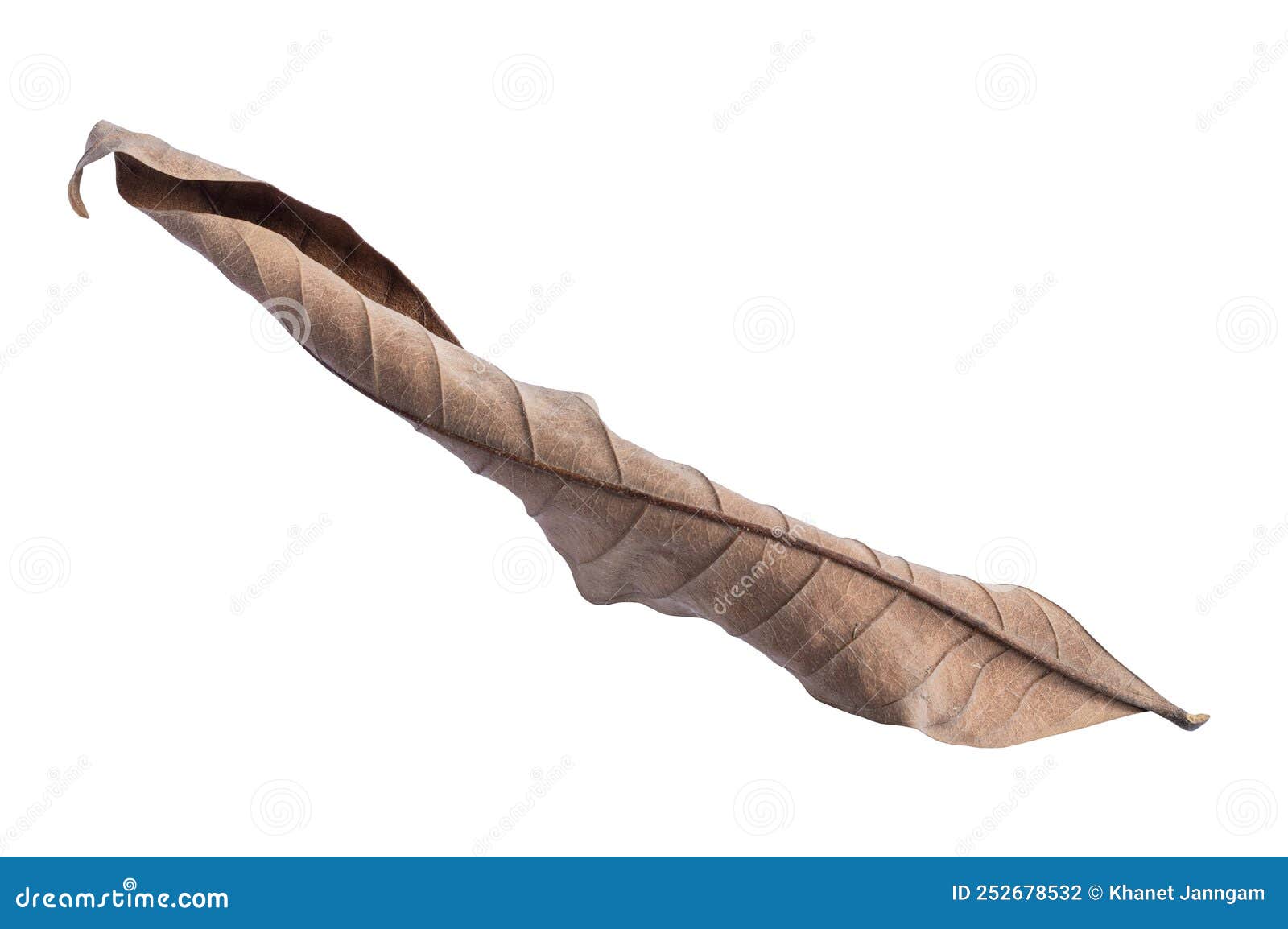 Dry Leaves Isolated on White Background. Tropical Dry Leaves Clipping ...