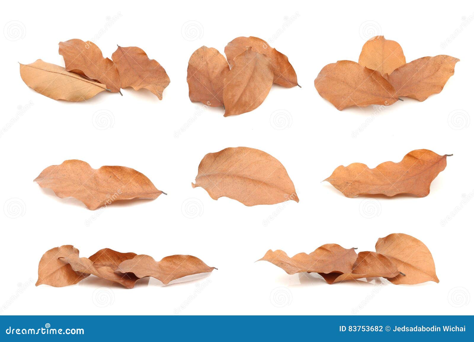 Dry Leaves on Isolated White Stock Photo - Image of bright, forest ...