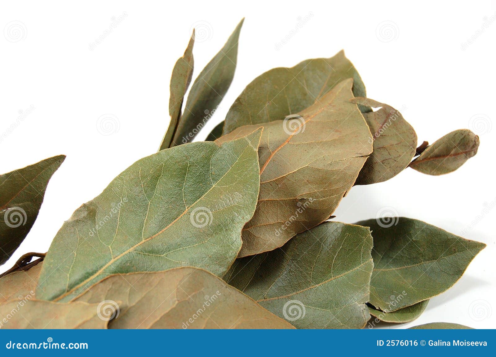 Laurel Tree Leaves, Aromatic Spice. Royalty-Free Stock Photo ...