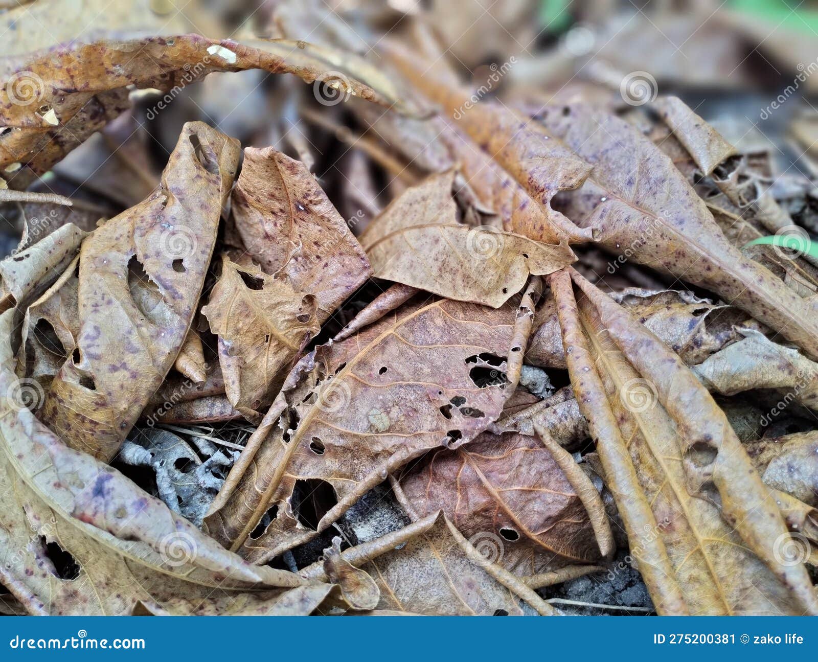 Dry Leaves Natural Soil Compost? Stock Image - Image of natural, food ...