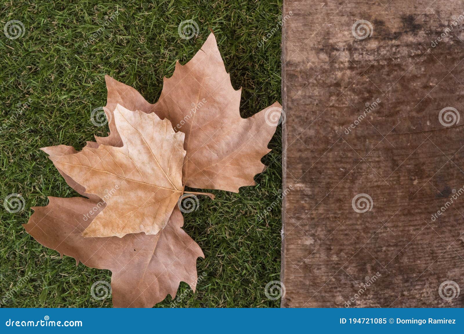 Dry Leaves on an Old Log of Wood and Grass Stock Image - Image of brown ...