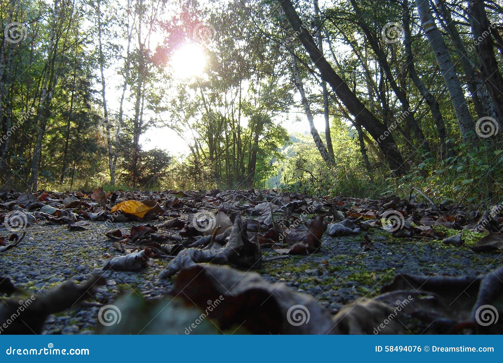 Dry leaves on the path stock photo. Image of nature, sunlight - 58494076