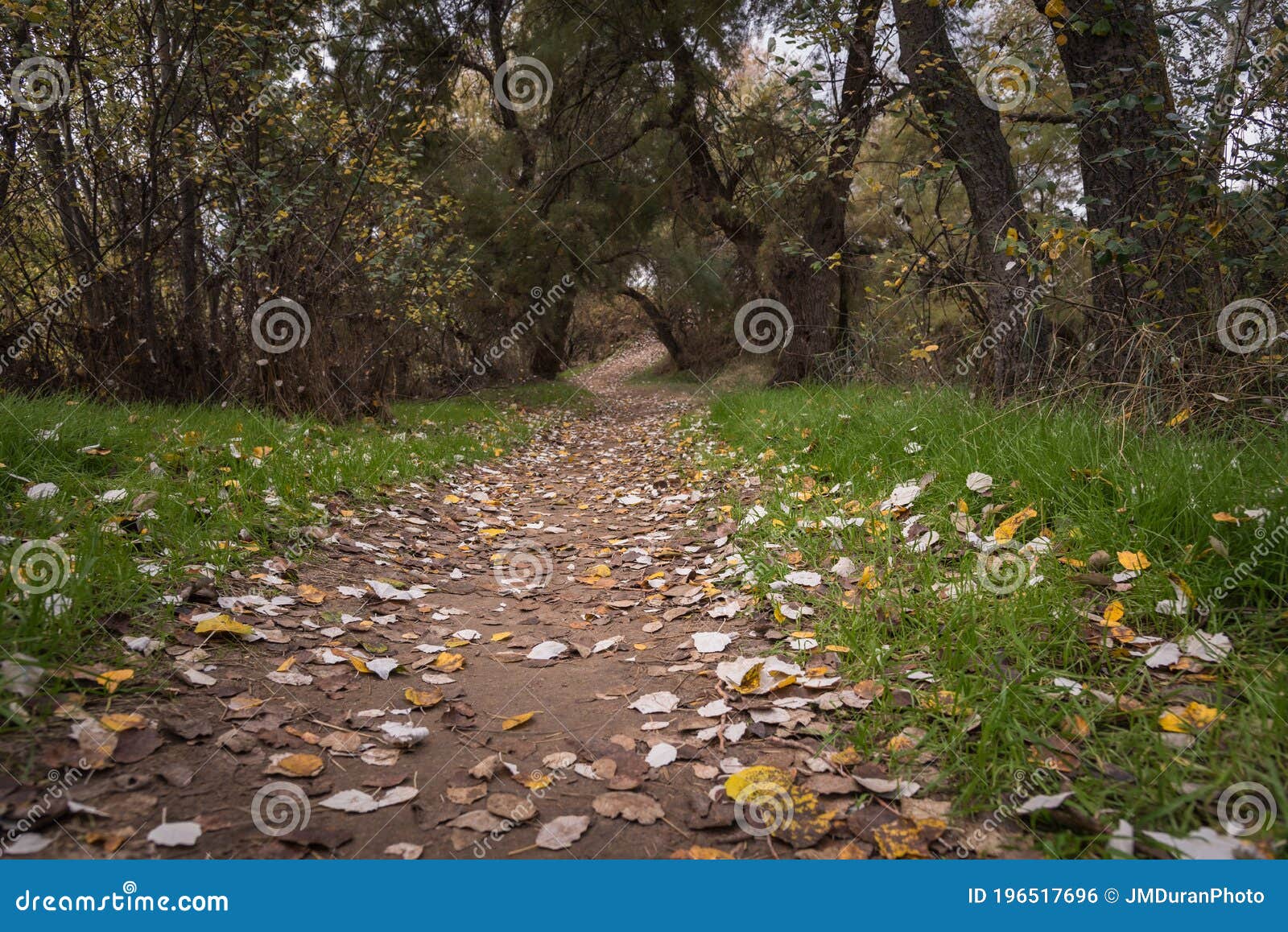 The Dry Leaves Pathway in the Autumn Stock Photo - Image of landmark ...