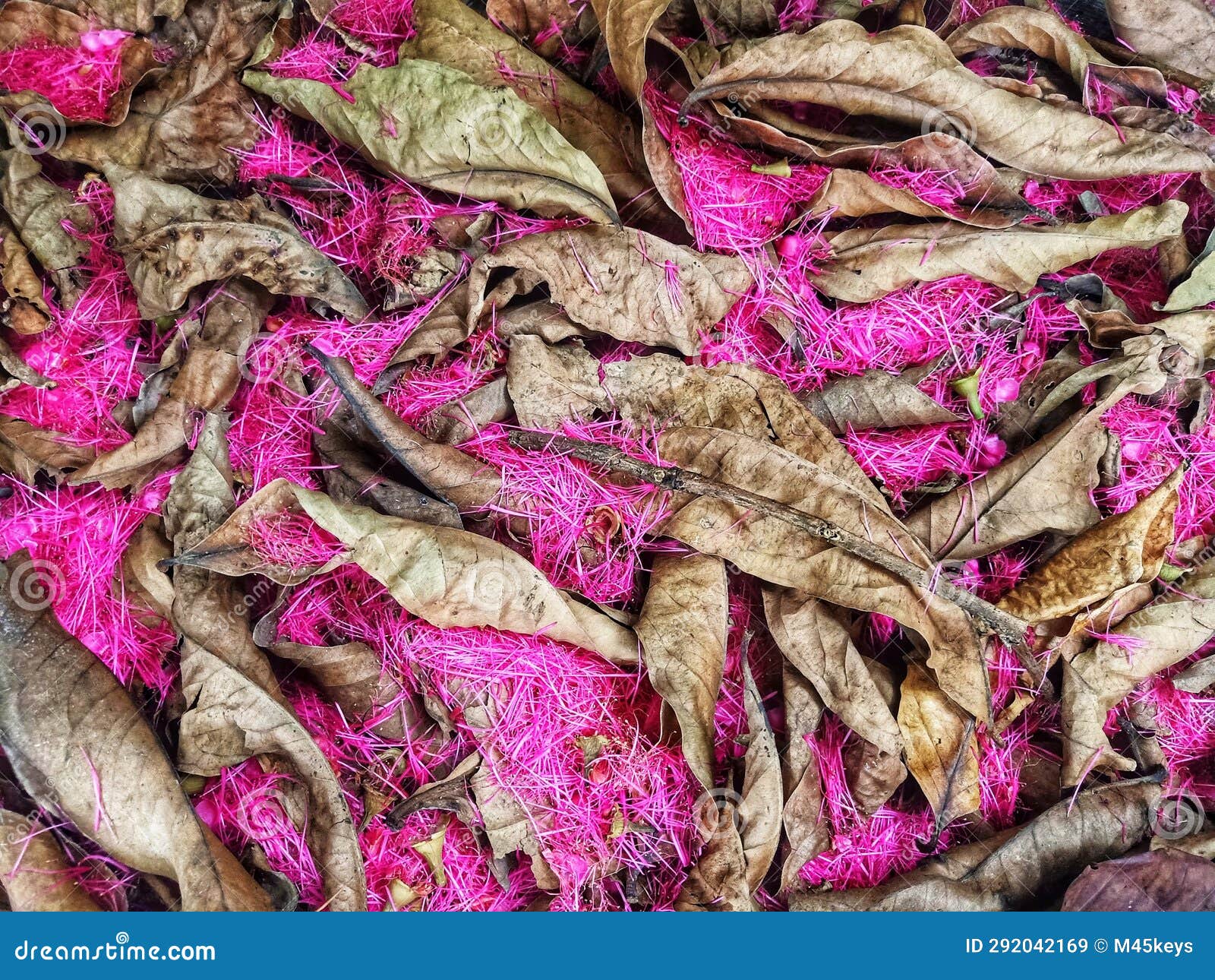 Dry Leaves, Red Guava Flowers, Dry Trash, Under the Tree Stock Image ...