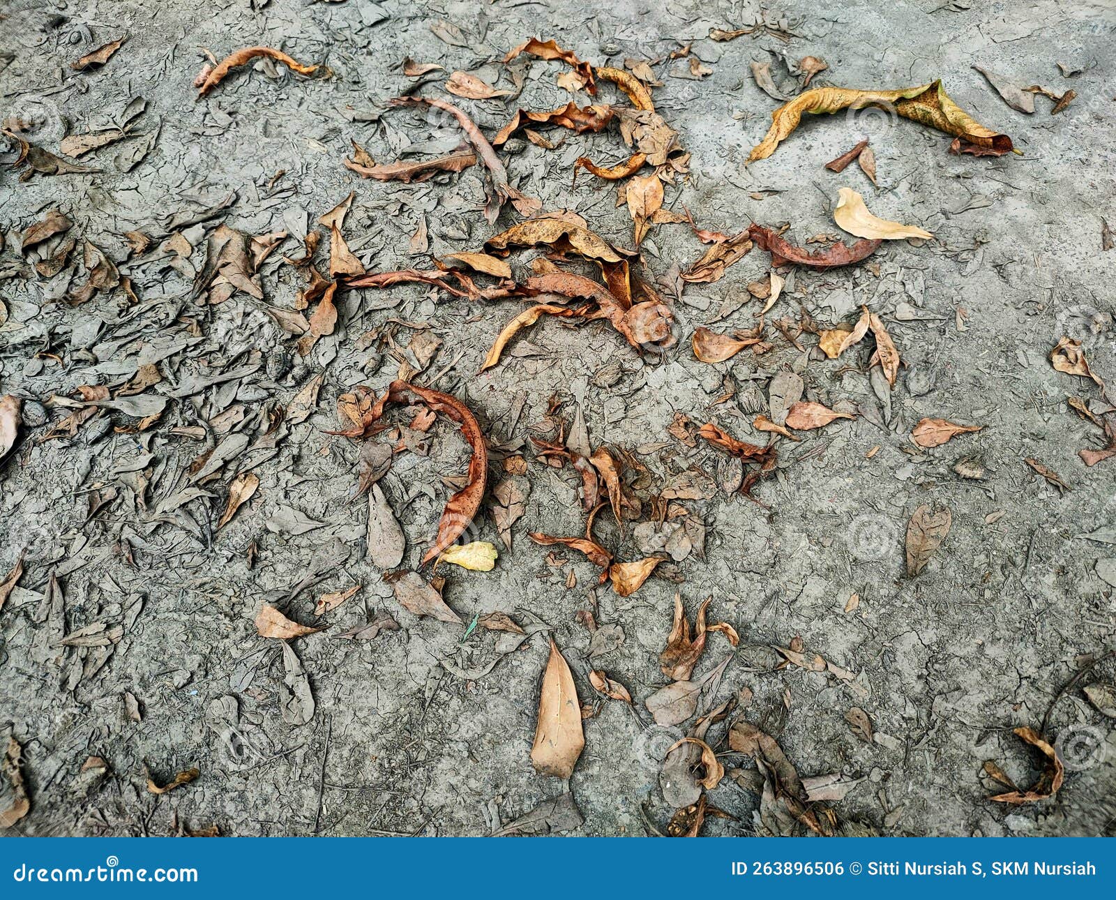 Dry Leaves on the Road Looks Aesthetically Pleasing Stock Photo - Image ...