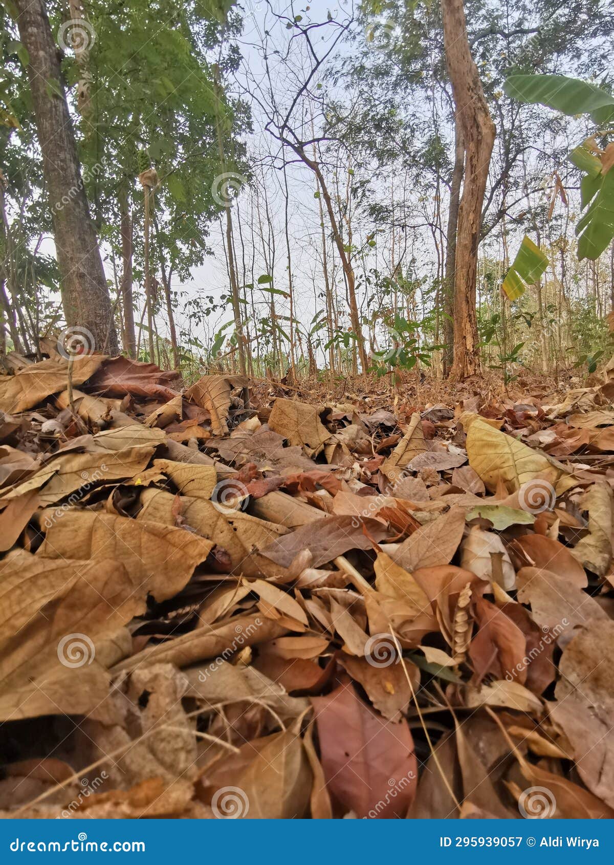 Dry Leaves Scattered in the Forest Stock Image - Image of tree, leaves ...