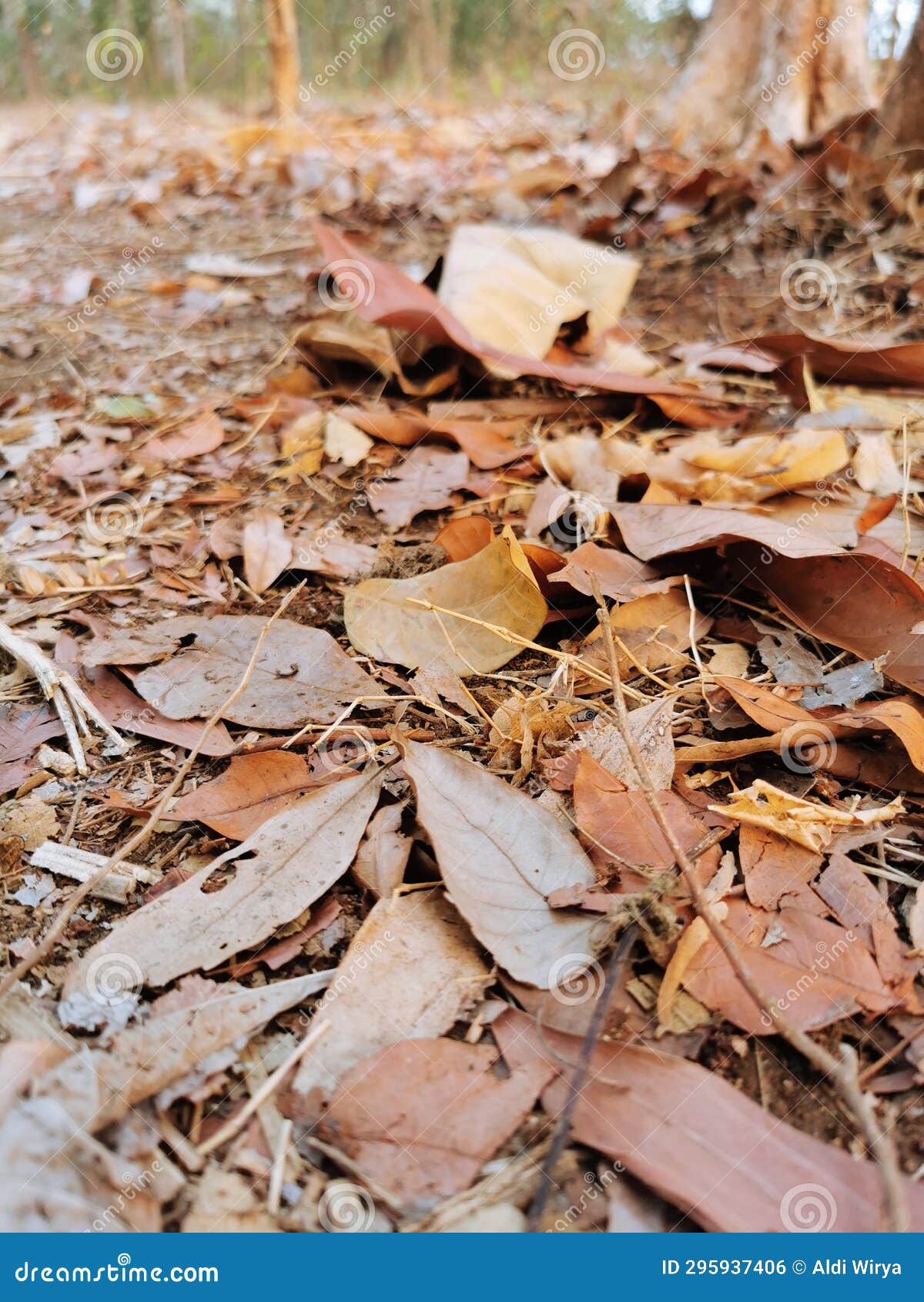 Dry Leaves Scattered in the Forest Stock Photo - Image of tree, scattered: 295937406