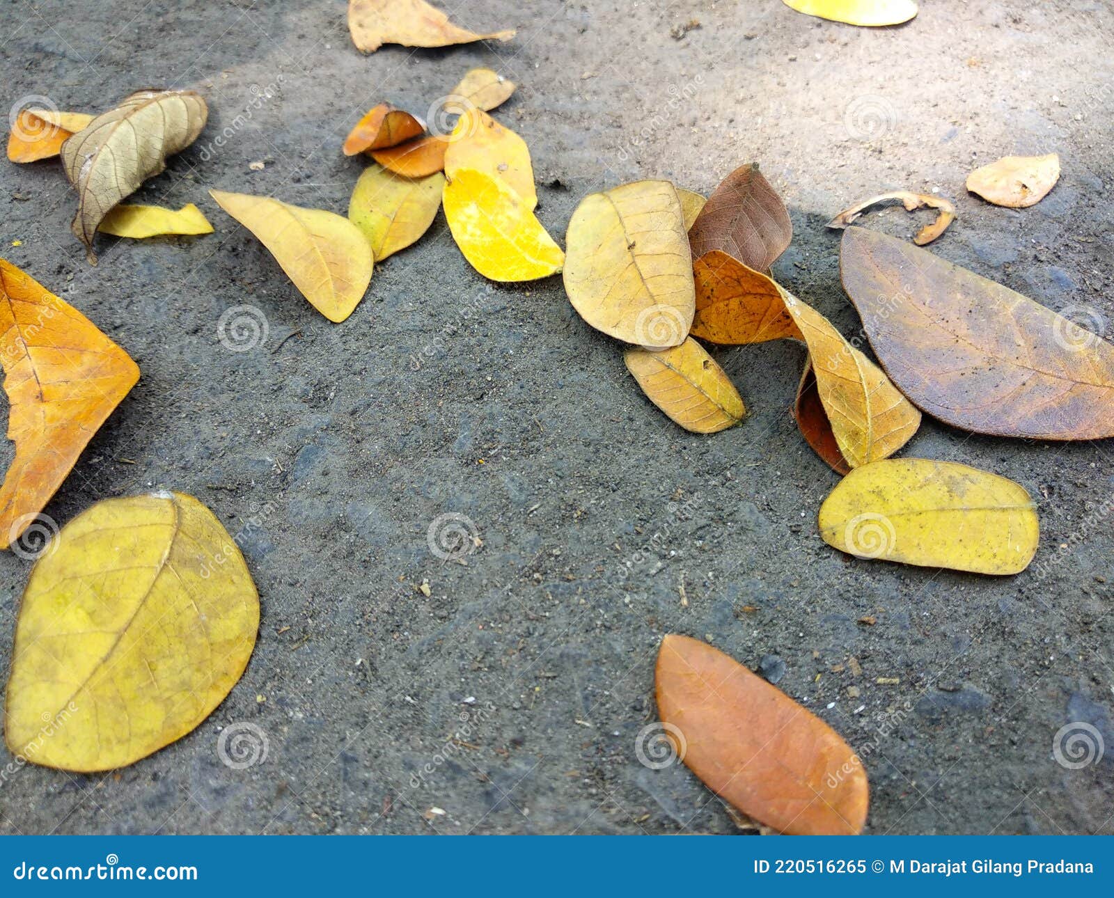Dry Leaves Scattered on the Ground Stock Image - Image of autumn ...