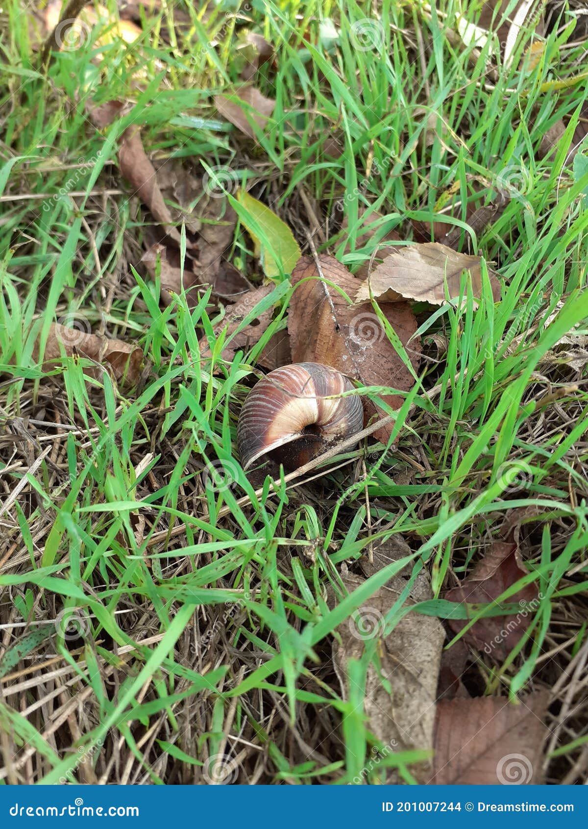 Dry leaves and shell stock photo. Image of trunk, soil - 201007244