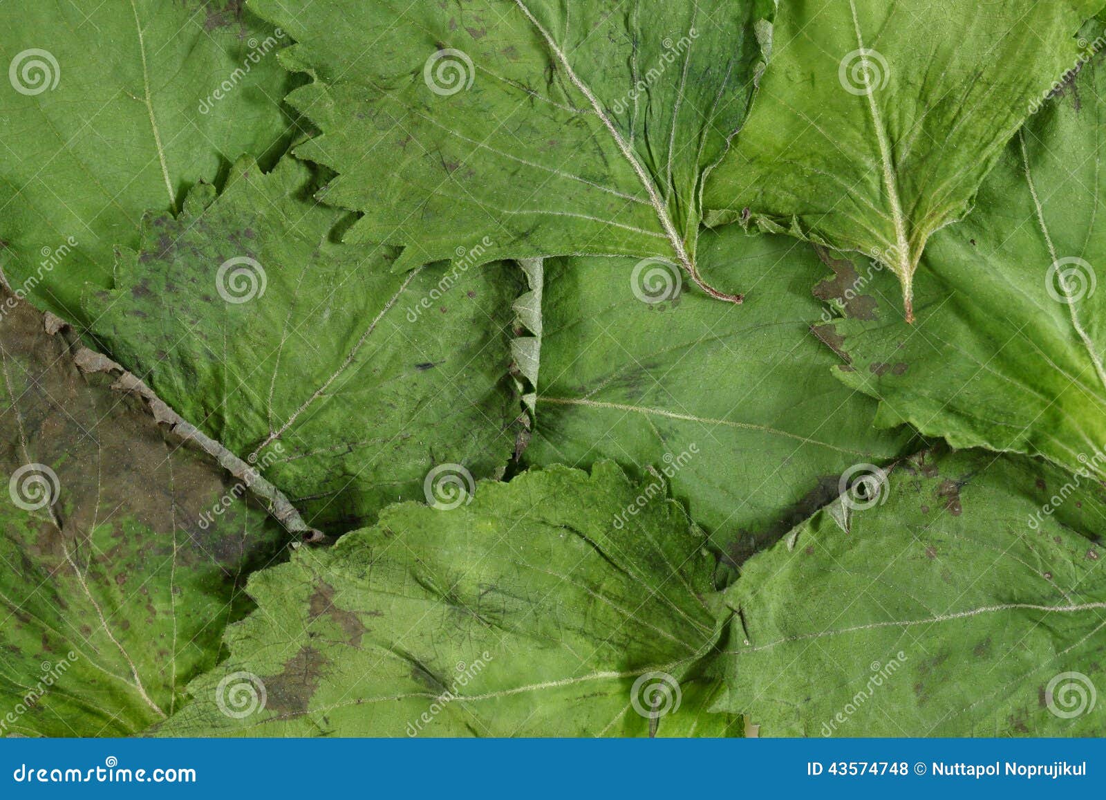 Dry Leaves Shiso Background. Stock Photo - Image of ooba, leaves: 43574748
