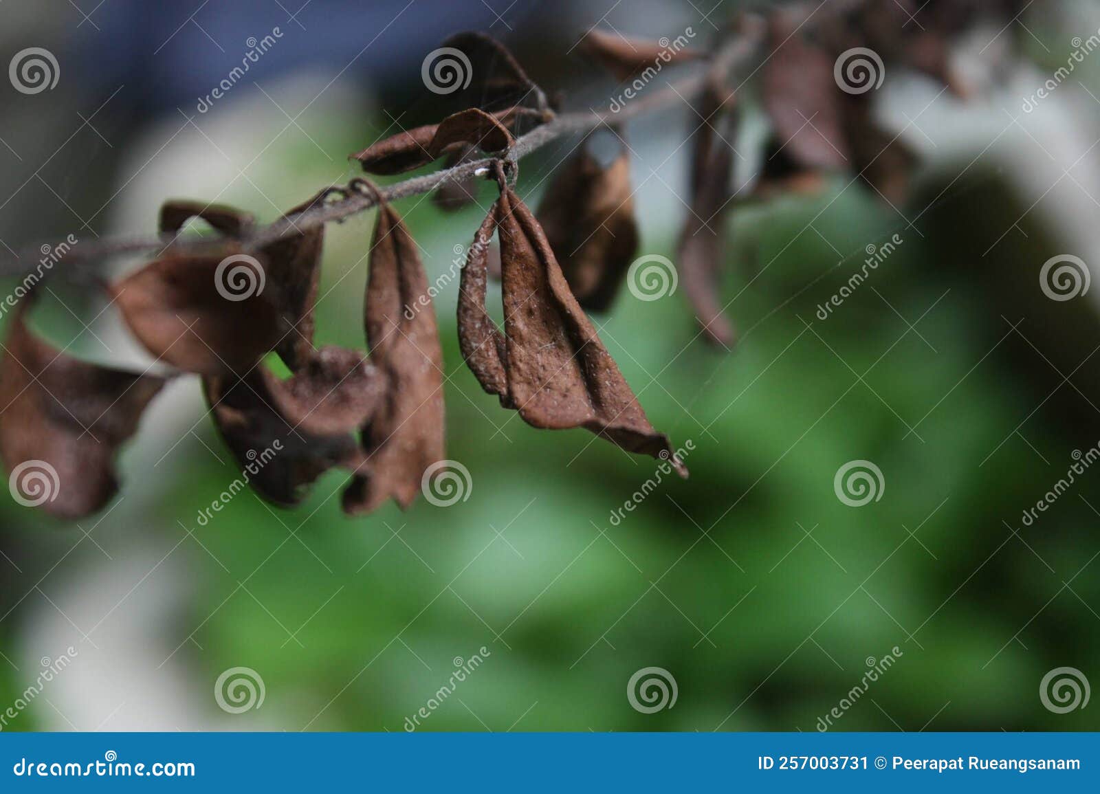 Dry Leaves of Siamese Rough Bush. Stock Image - Image of siamese ...