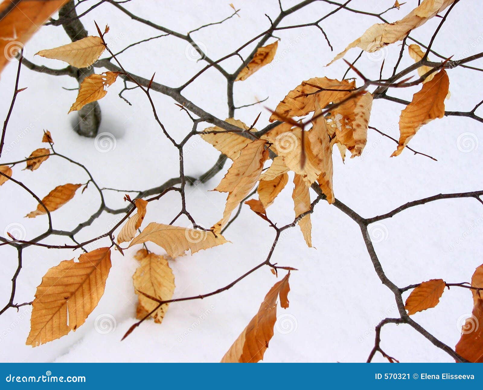 Dry leaves snow stock image. Image of branches, branch - 570321