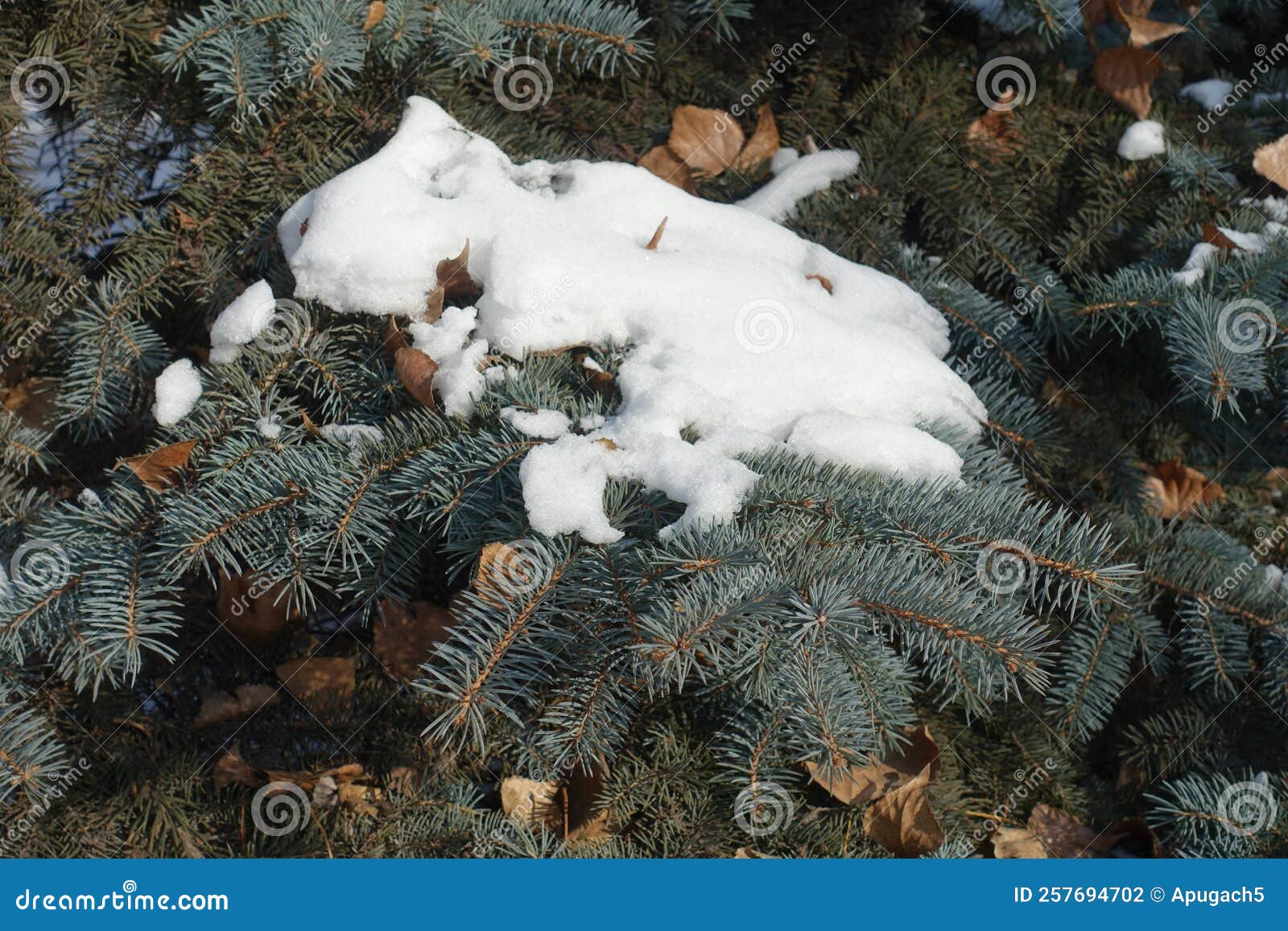 Dry Leaves and Snow on Branches of Blue Spruce in January Stock Photo ...