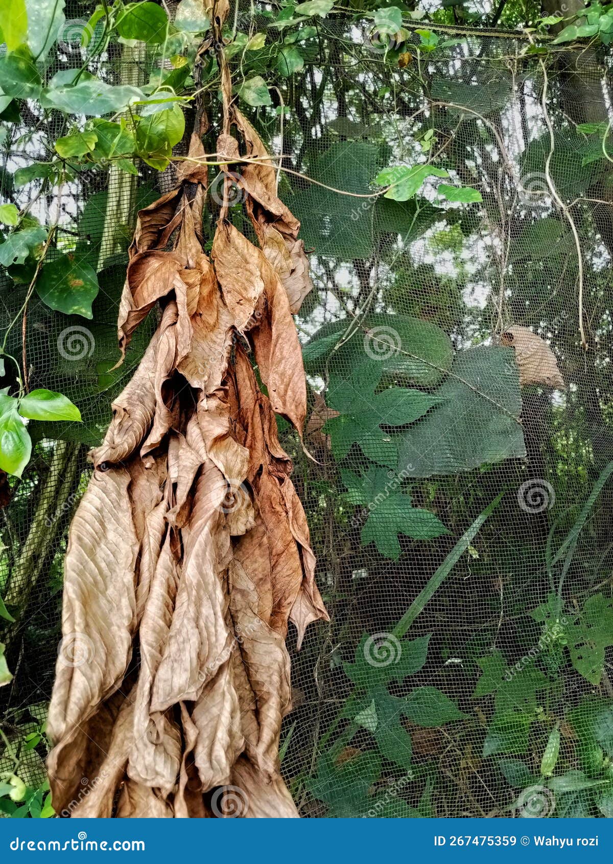 Dry Leaves Soar Down on the Netting Stock Image - Image of netting ...