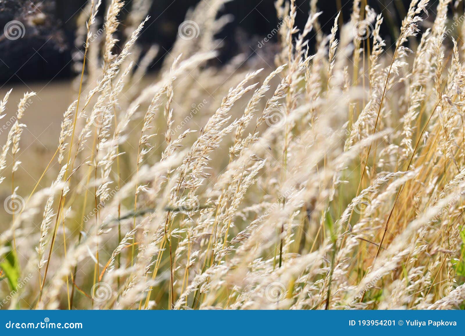 Dry Leaves and Stems of Grass in the Meadow Stock Image - Image of ...