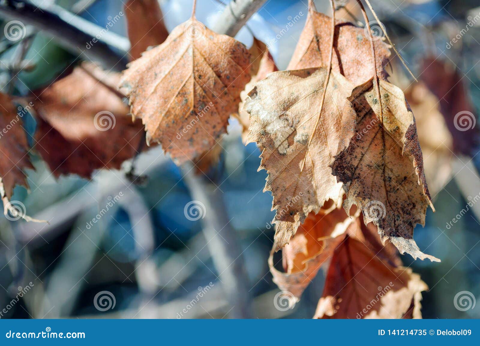 Dry Leaves in the Sunlight in the Winter Forest Stock Image - Image of ...