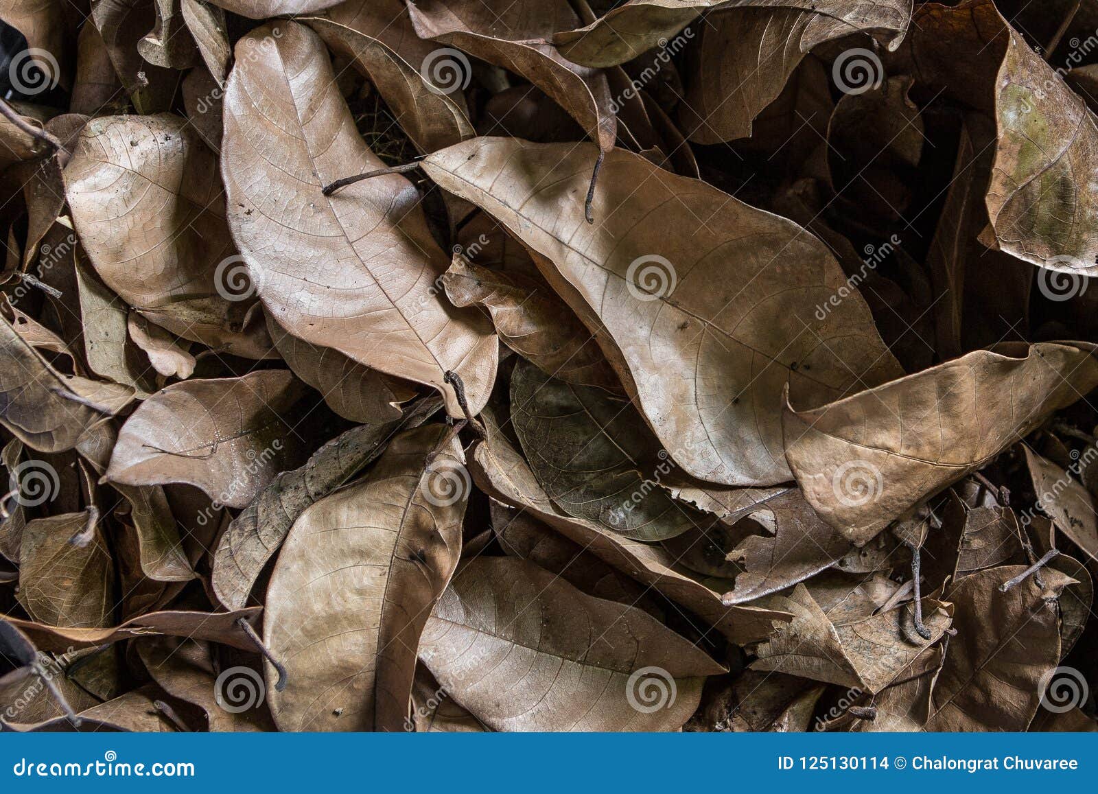 Dry Leaves Texture Background Stock Photo - Image of design, leafs ...