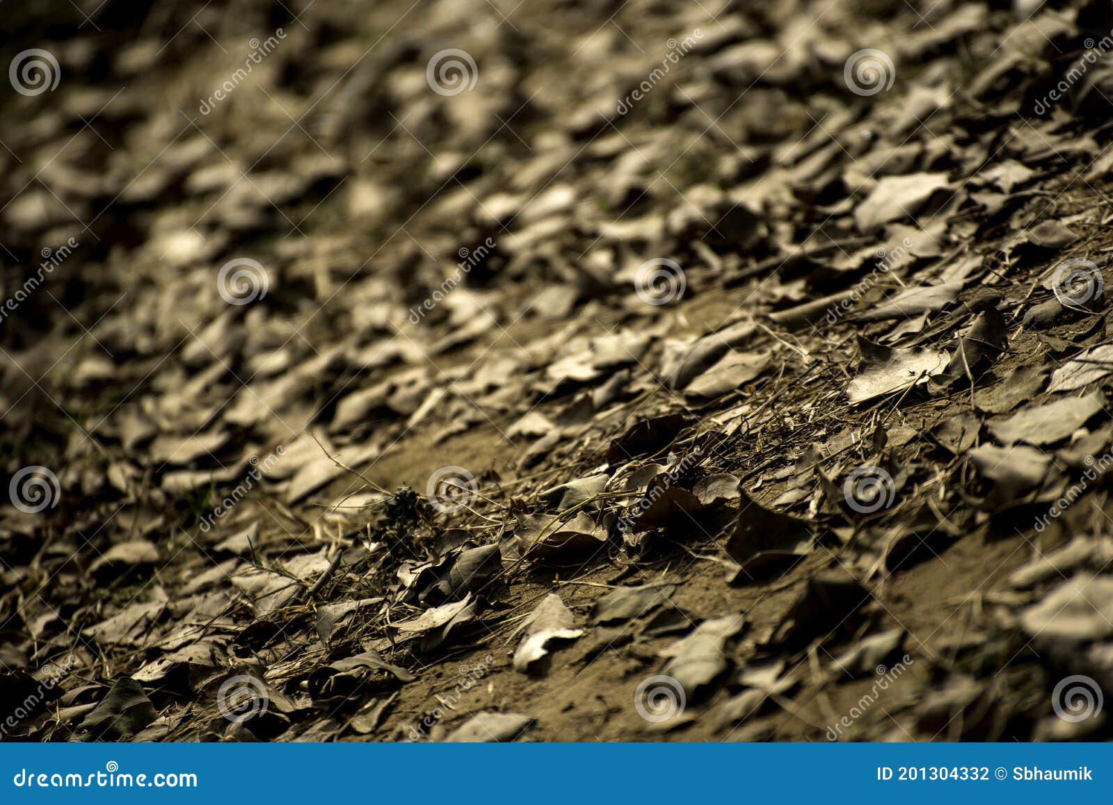 Dry Leaves Texture Background Stock Photo - Image of leaf, full: 201304332