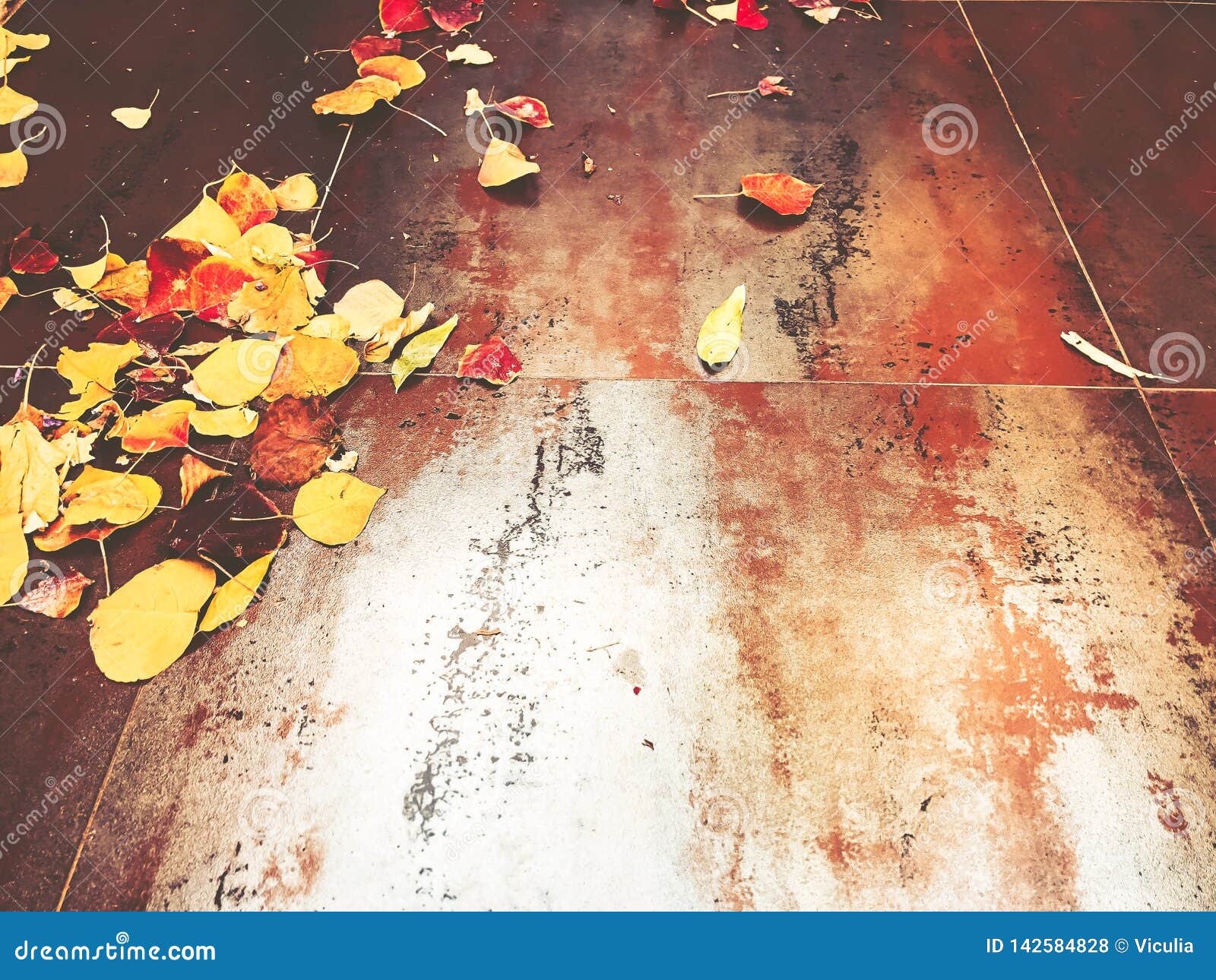 Dry Leaves Texture: the Beauty of Autumn Leaves. Tree Leaf on a Rusty ...