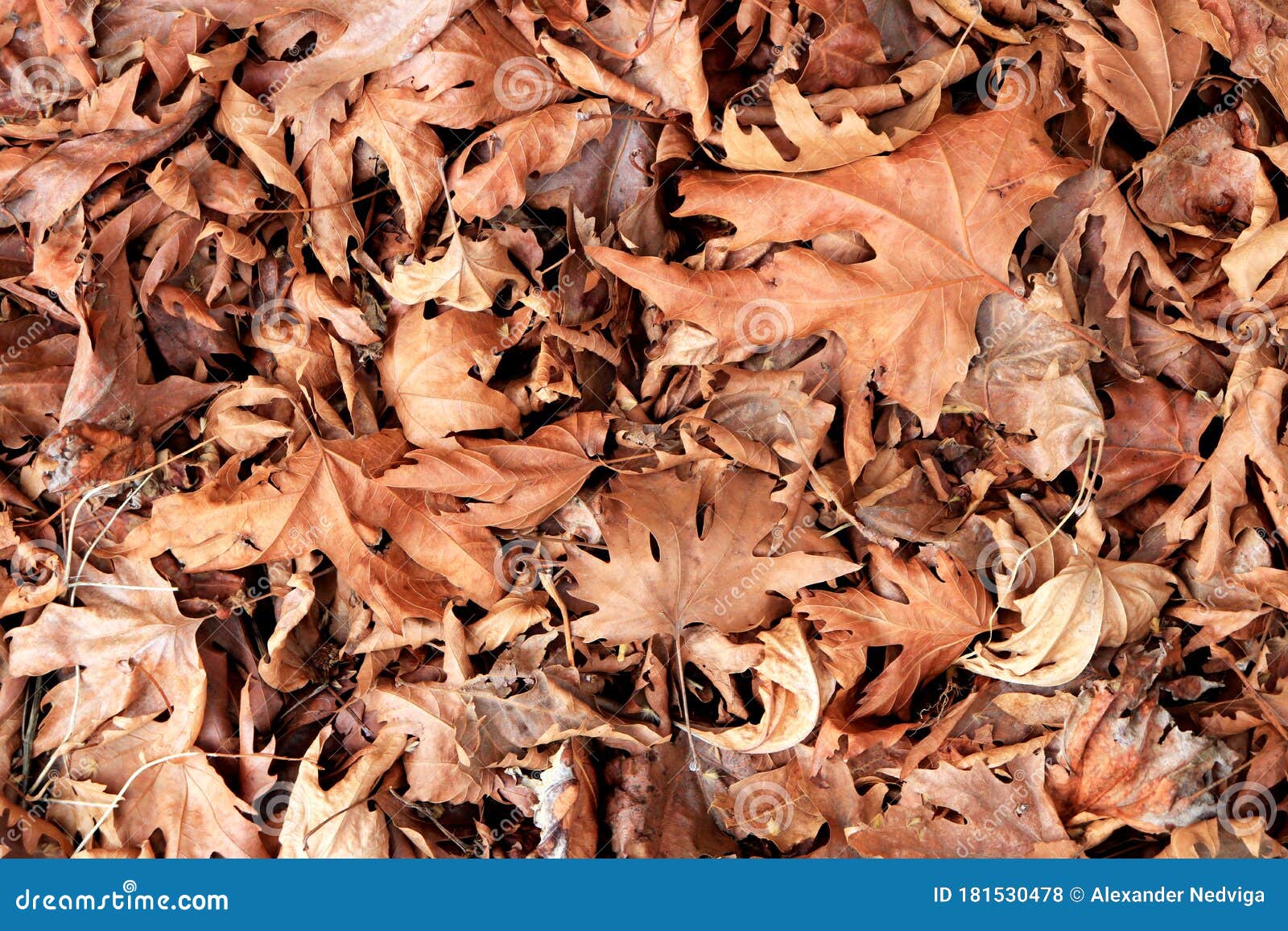 Dry leaves texture. stock photo. Image of forest, nature - 181530478