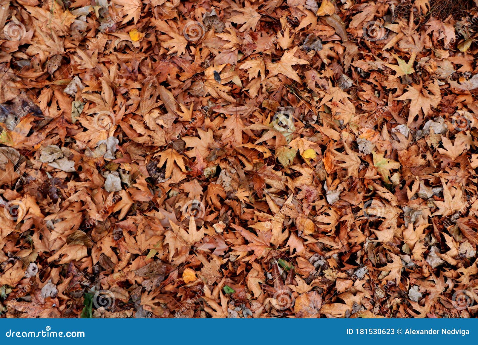 Dry leaves texture stock image. Image of garden, growing - 181530623