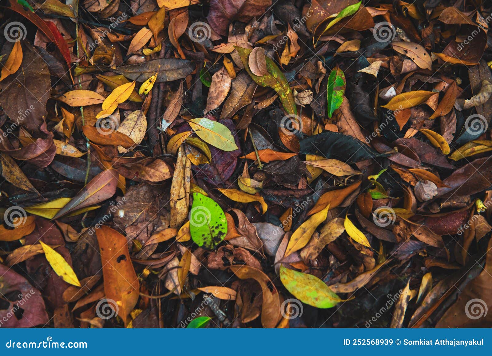 Dry Leaves Texture Dried Forest Floor Backdrop. Stock Image - Image of ...