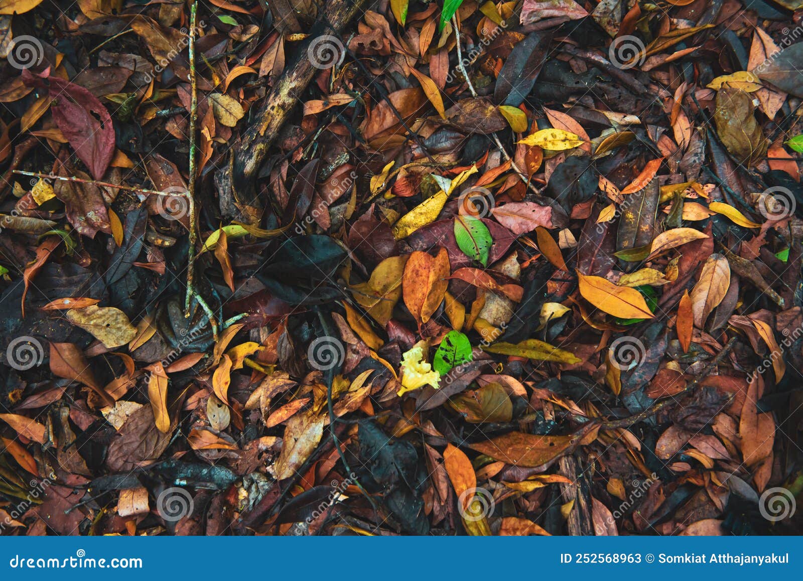 Dry Leaves Texture Dried Forest Floor Backdrop. Stock Image - Image of ...