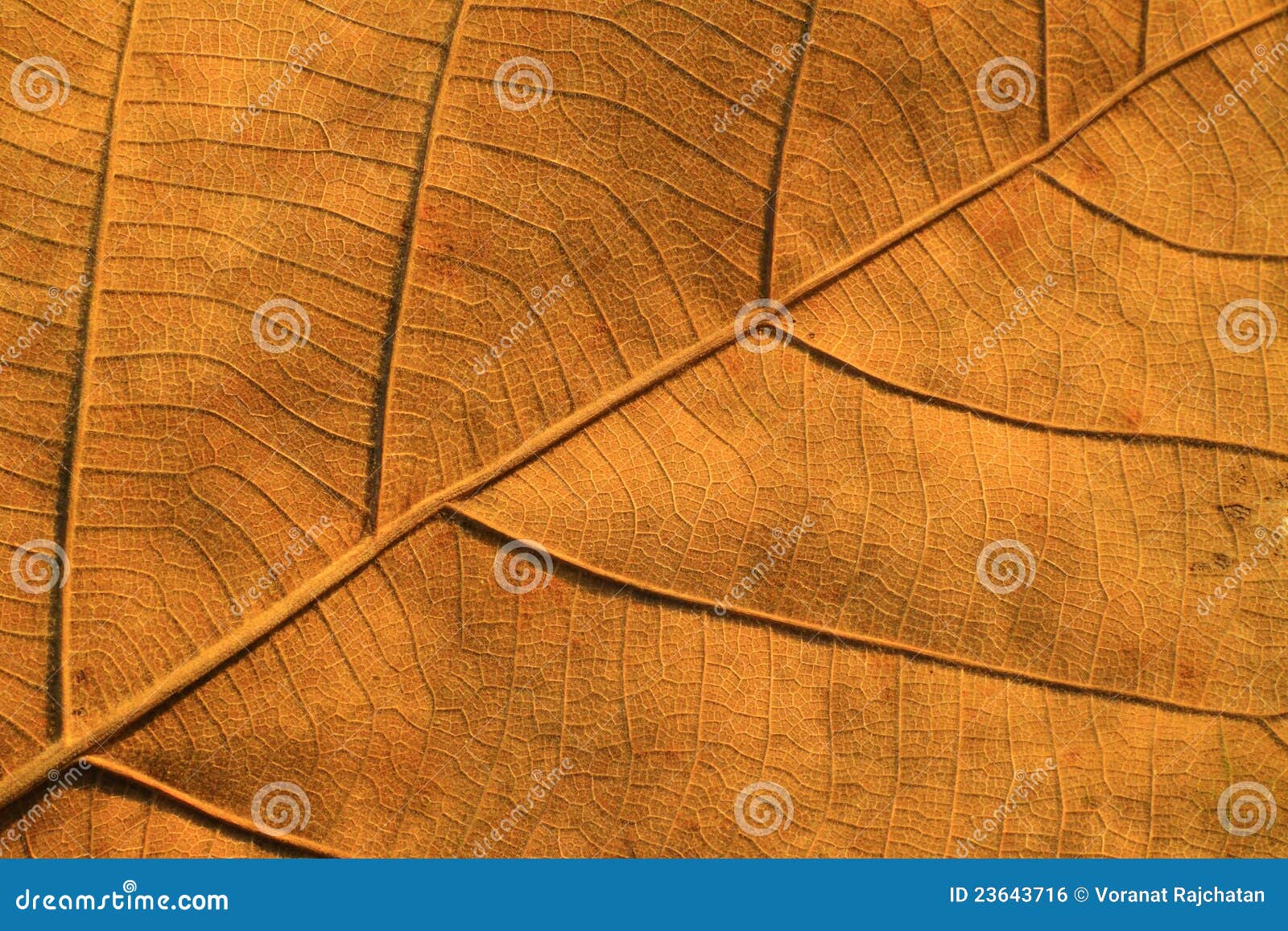 Dry leaves textured stock photo. Image of nature, details - 23643716