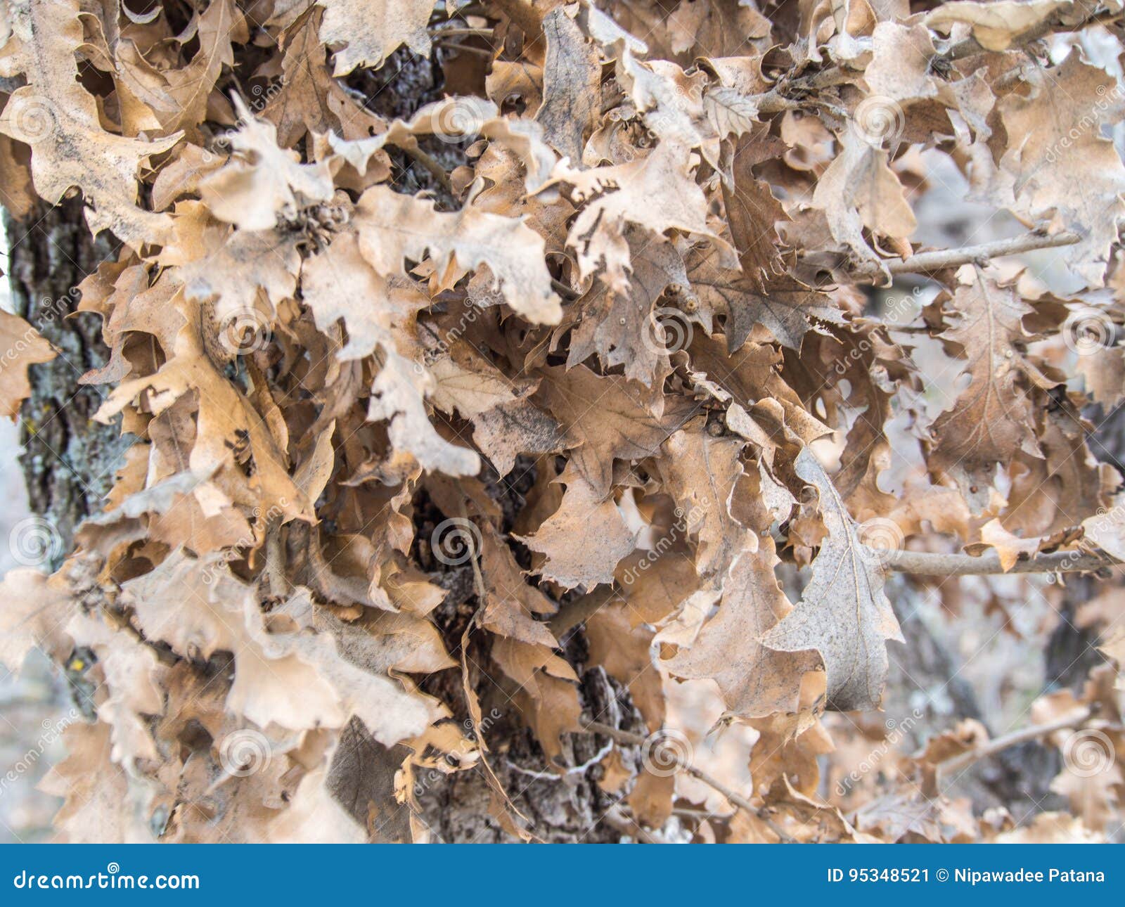 Dry leaves on the tree stock image. Image of landscape - 95348521
