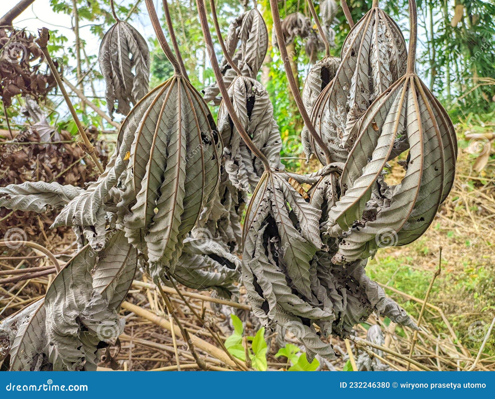 The Dry Leaves of a Tree that Cut Down Stock Photo - Image of leaf ...