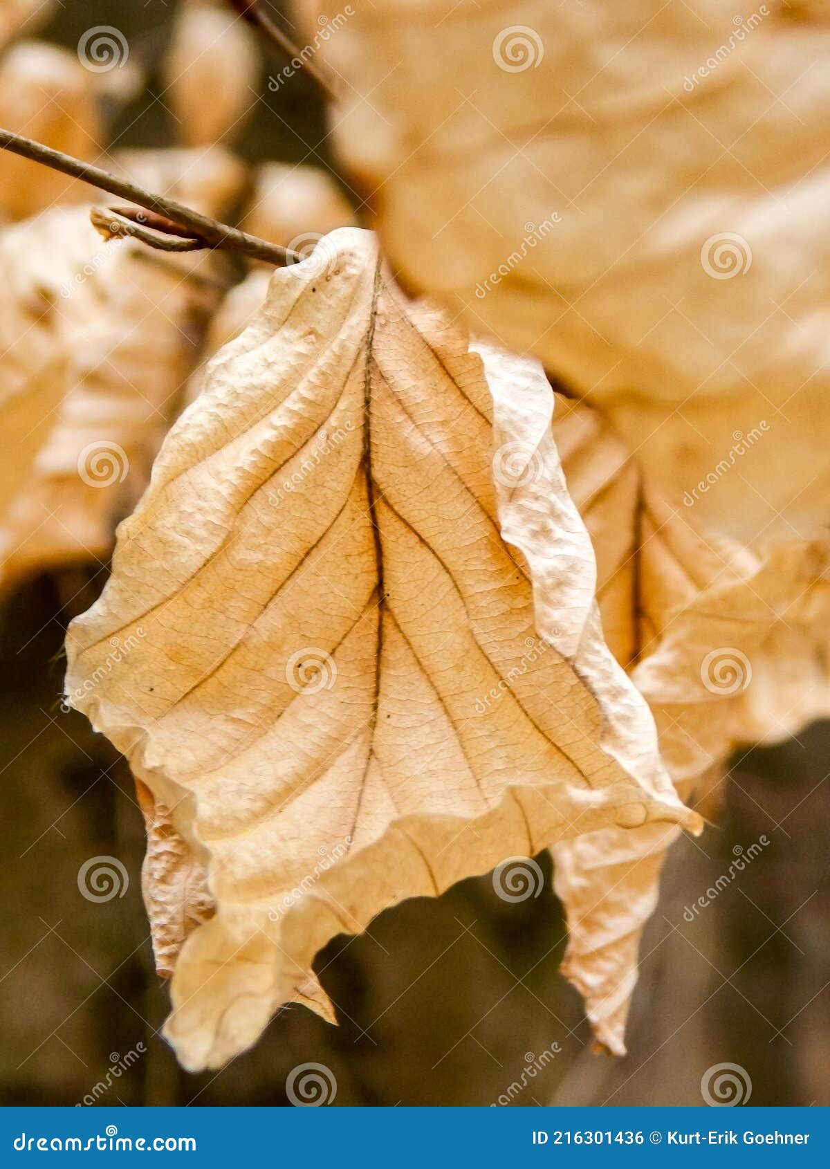Dry leaves on the tree stock photo. Image of branch - 216301436