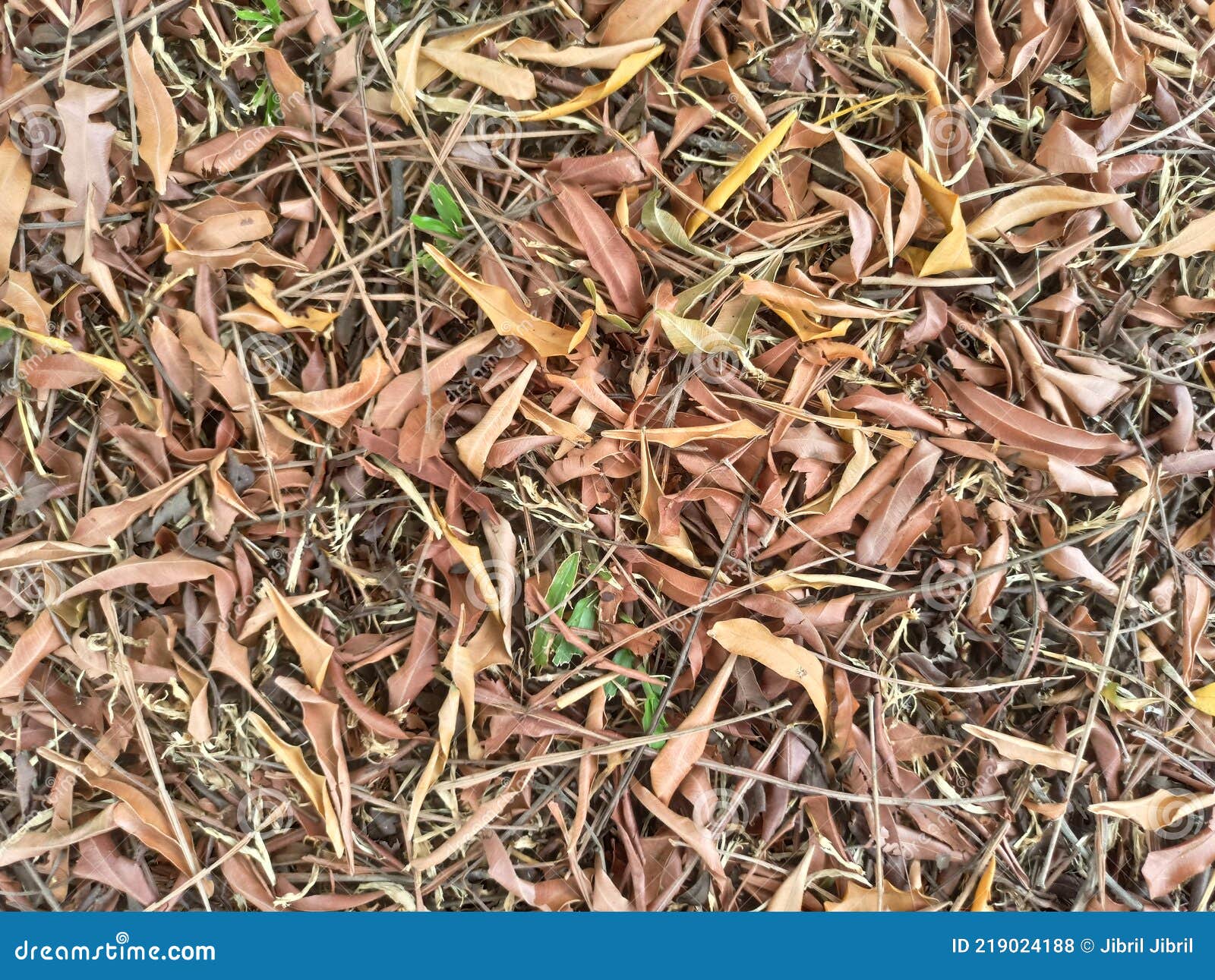 Dry Leaves of Trembesi Tree or Samanea Saman or Rain Tree or Monkey Pod ...