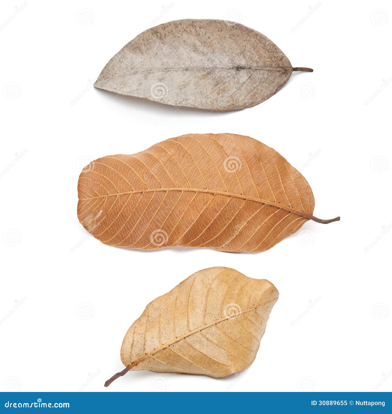 Dry leaves stock image. Image of leaf, natural, season - 30889655