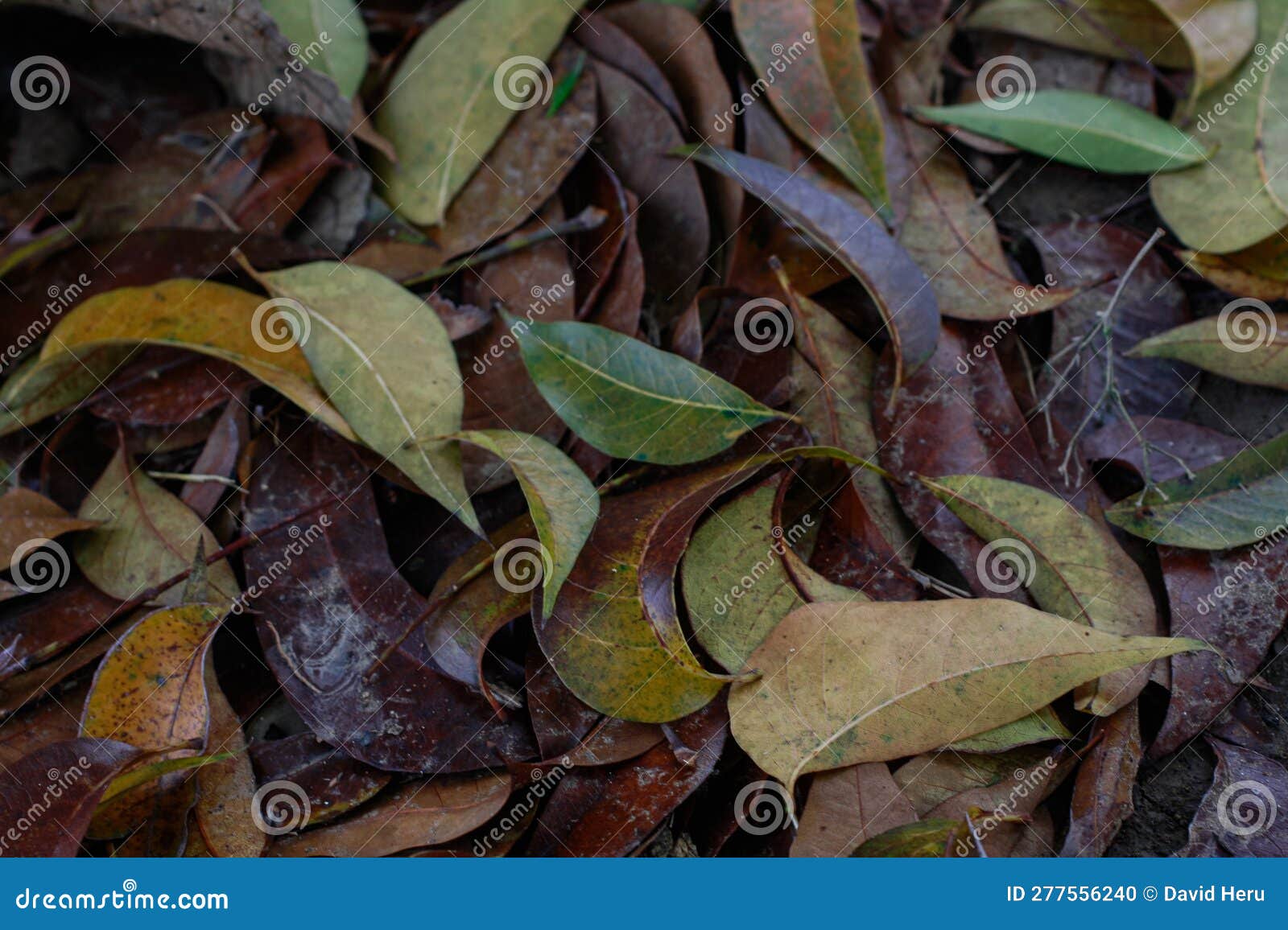 Dry Leaves, Useful for Making Compost Stock Photo - Image of tree ...