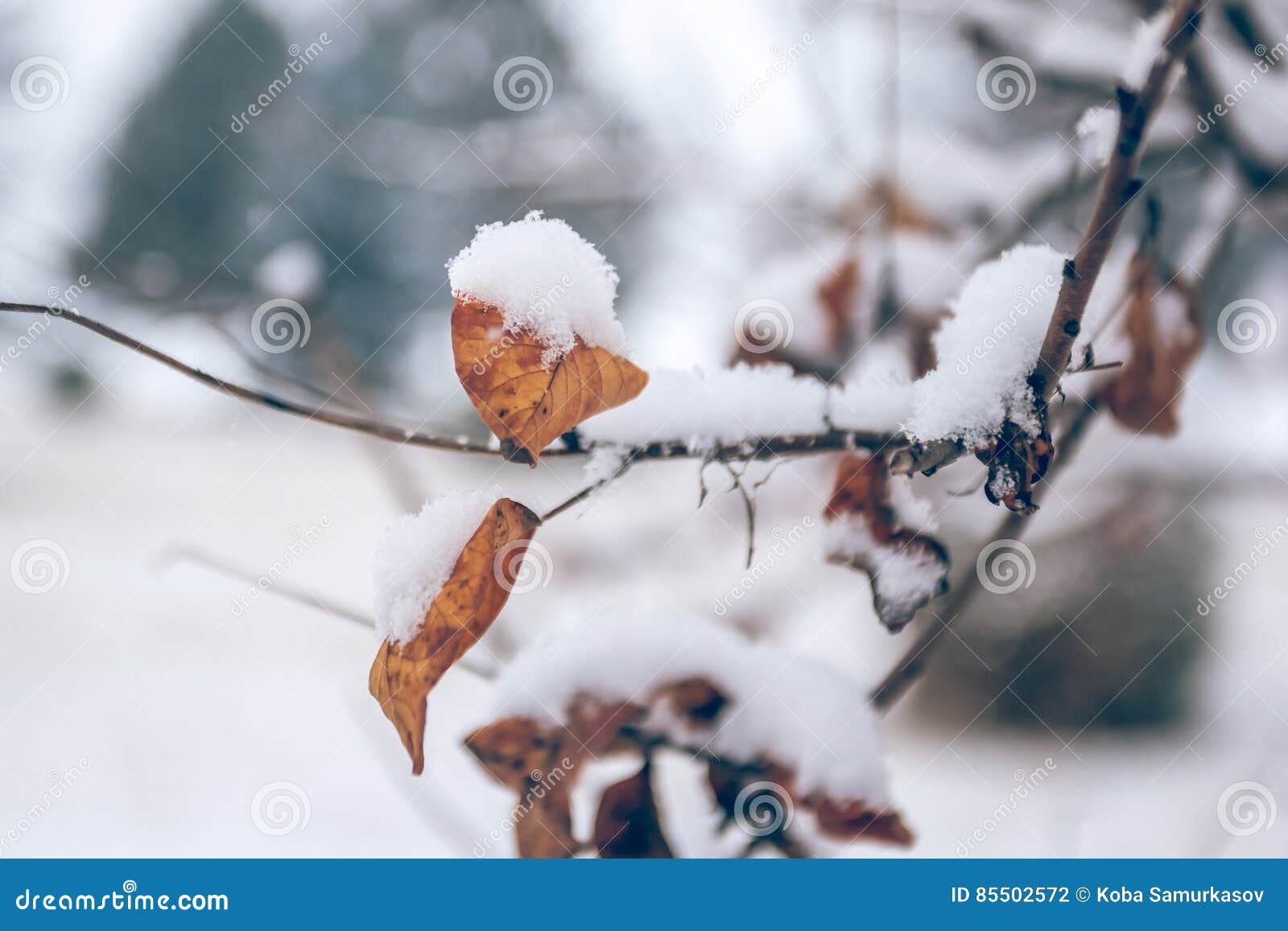 Dry Leaves on Winter Tree Branch, Nature Stock Photo - Image of white ...
