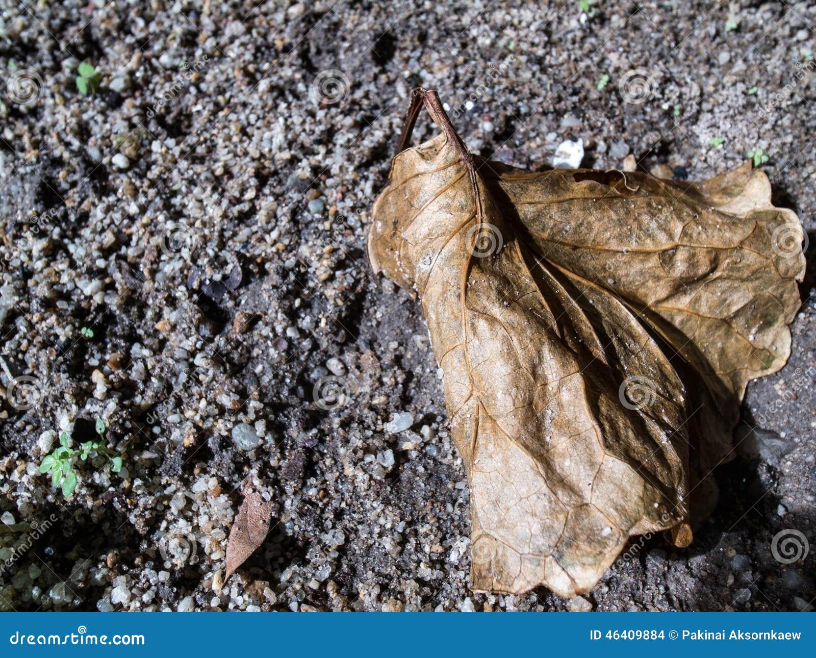 Dry leve stock photo. Image of fall, leve, sand, leaves - 46409884