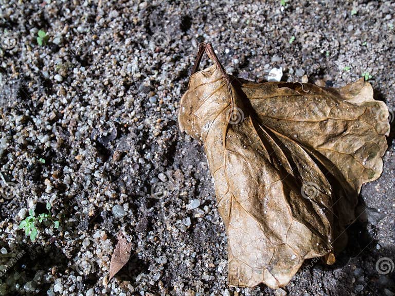 Dry leve stock photo. Image of fall, leve, sand, leaves - 46409884