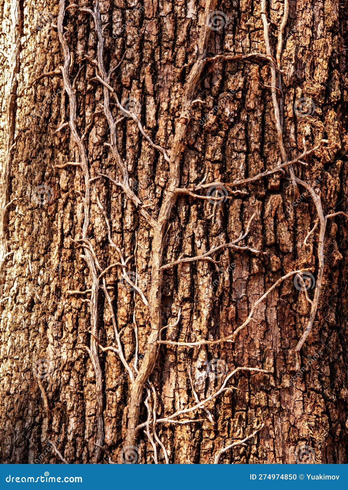 Dry Liana Stem on Tree Bark Texture Flat View Stock Photo - Image of ...